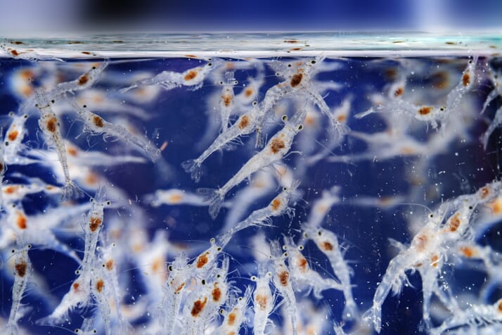 Setting shrimp feed and genetics on paths to success | The Fish Site