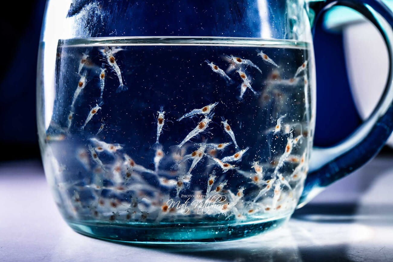An investor’s perspective on indoor shrimp farming | The Fish Site