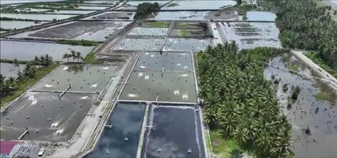 Shrimp farming innovations that combine profitability with ...