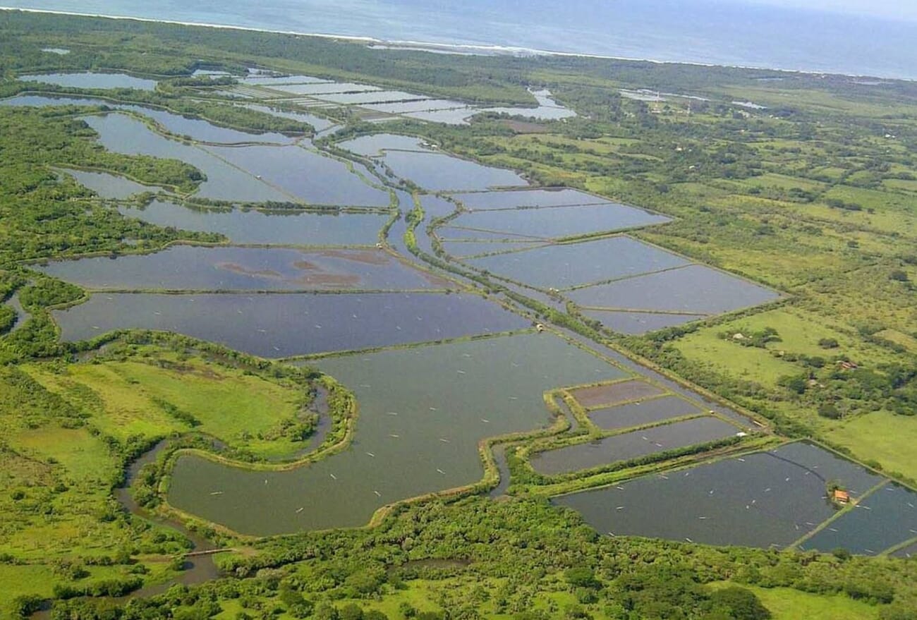 Adopting Asian shrimp farming techniques pays off for Guatemalan ...