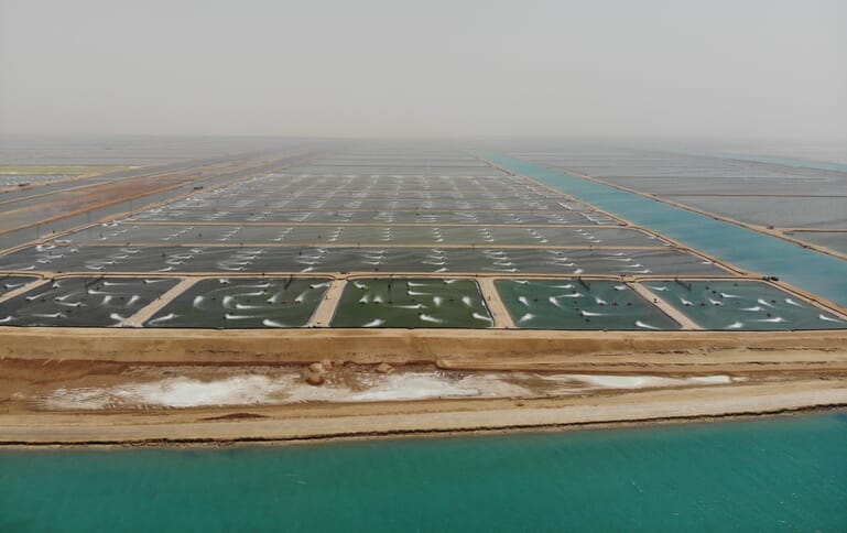 Saudi shrimp farm scoops regional sustainability first | The Fish Site