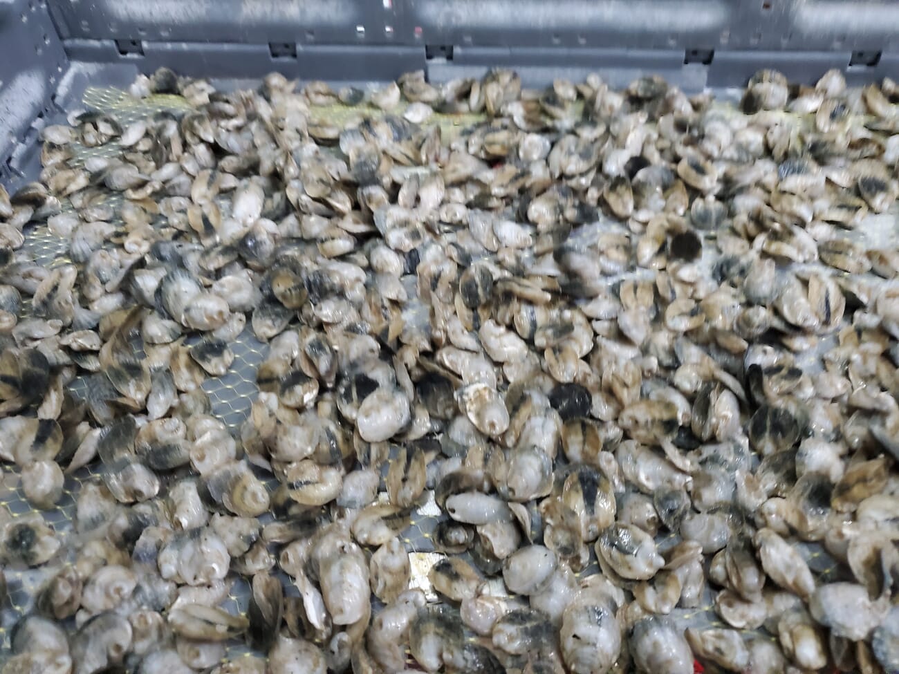 Why small-scale, tank-based shrimp production is on the rise | The Fish ...