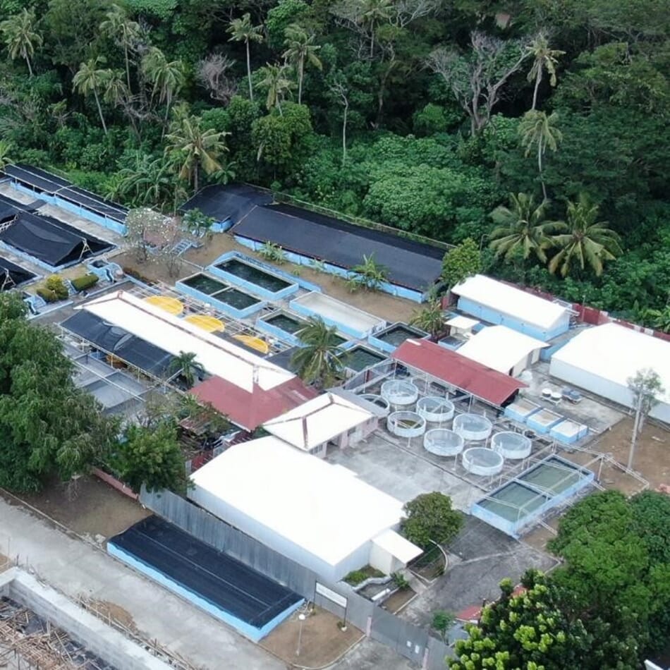 Reducing egg loss in shrimp hatcheries | The Fish Site