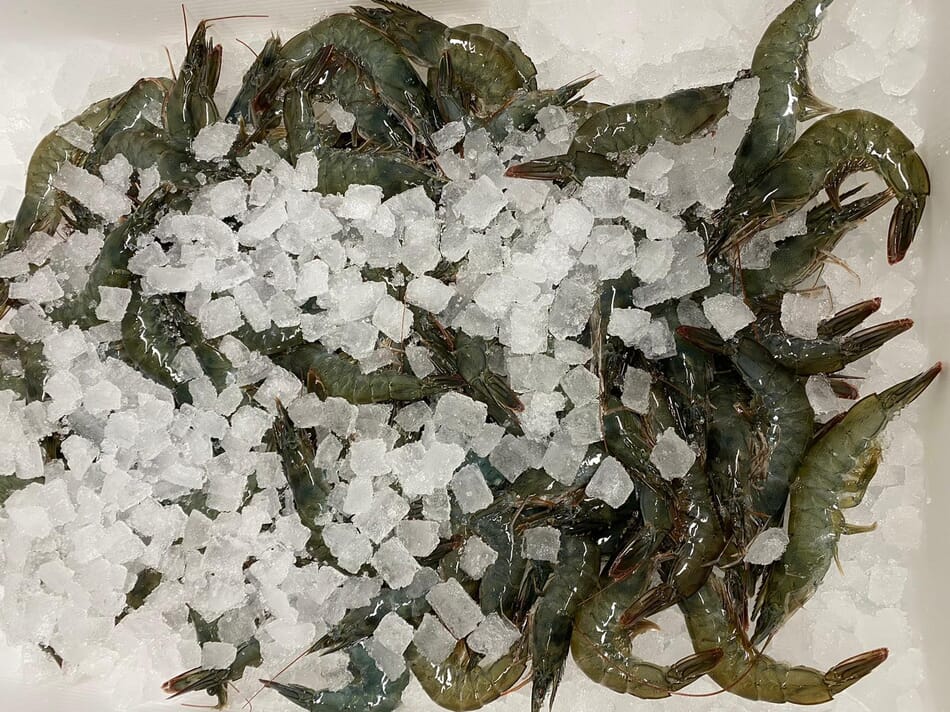 A peek into the future of sustainable RAS | The Fish Site