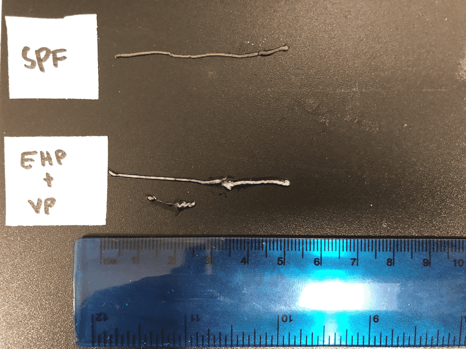 Recent findings on EHP infection in shrimp | The Fish Site