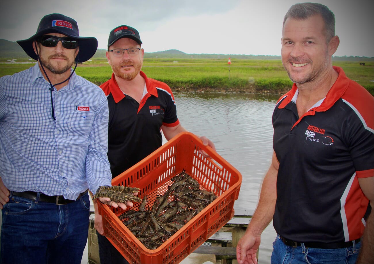 Fish-free prawn diet scoops environmental award | The Fish Site