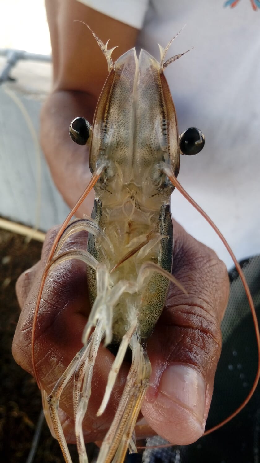 A pioneering perspective on shrimp genetics | The Fish Site