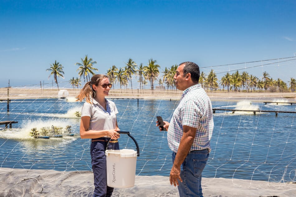 A practical guide to using AI in aquaculture | The Fish Site