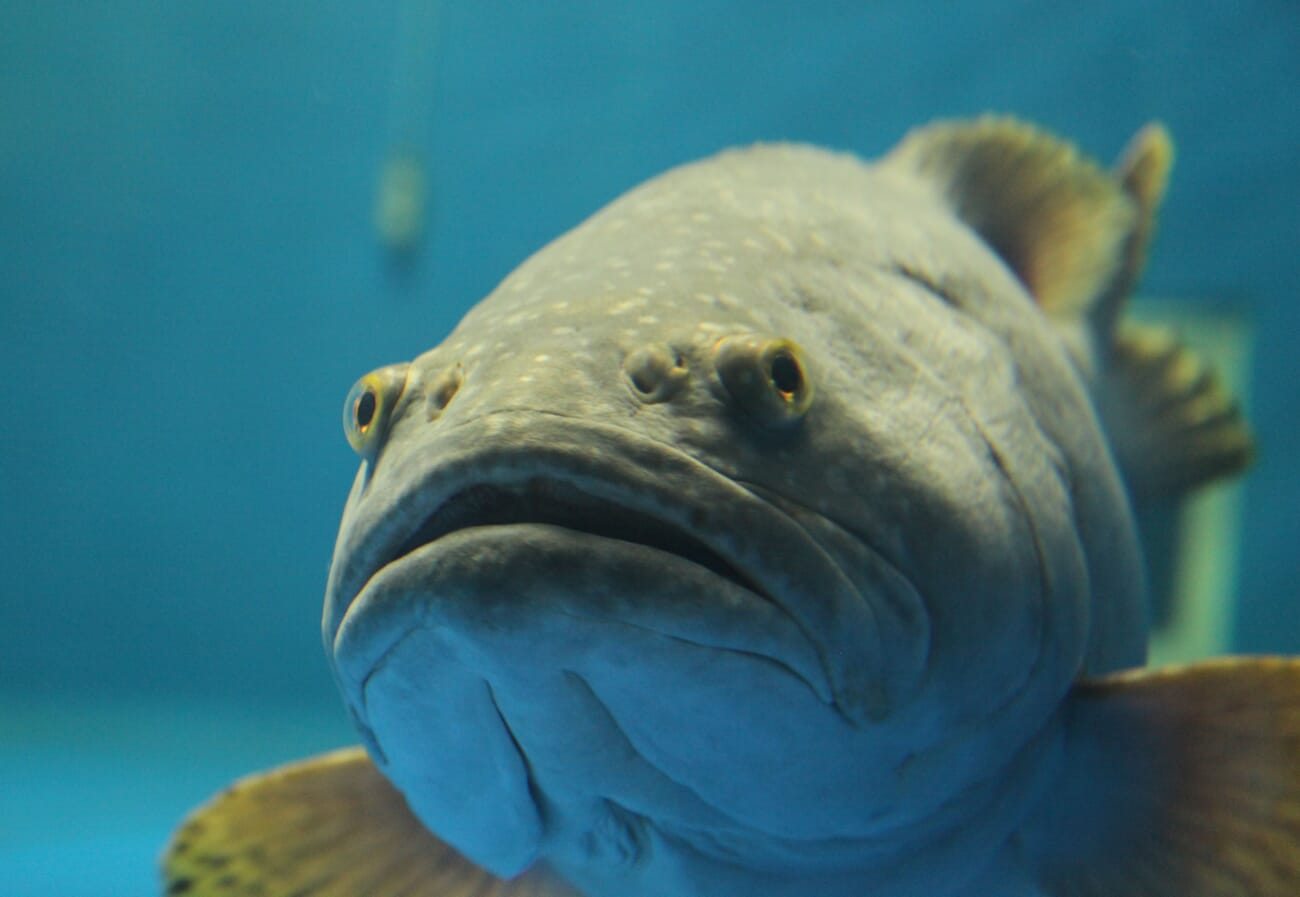 Cleaner shrimp – a newly minted alternative to parasite protection on ...