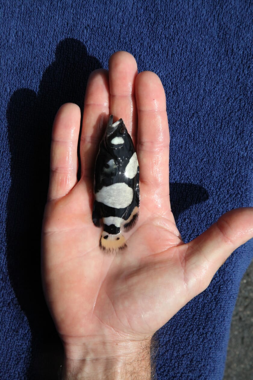 Cleaner shrimp – a newly minted alternative to parasite protection on ...