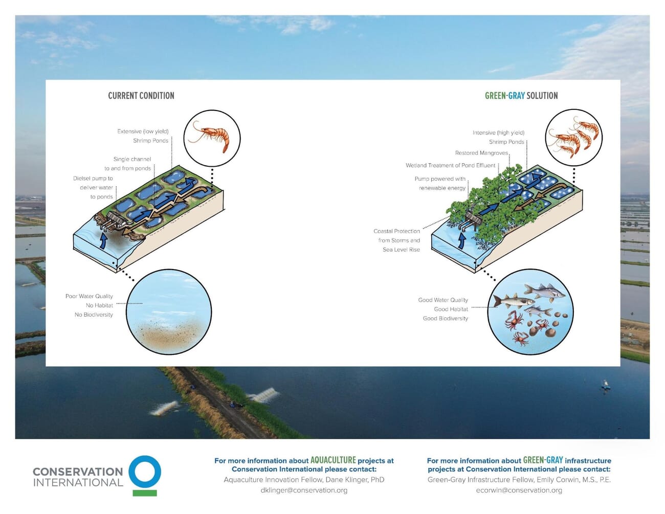 A nature-based solutions approach to managing shrimp aquaculture ...