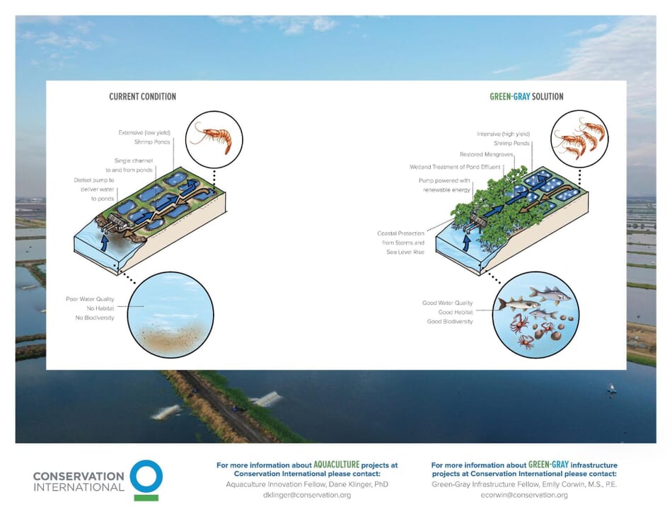 A nature-based solutions approach to managing shrimp aquaculture ...