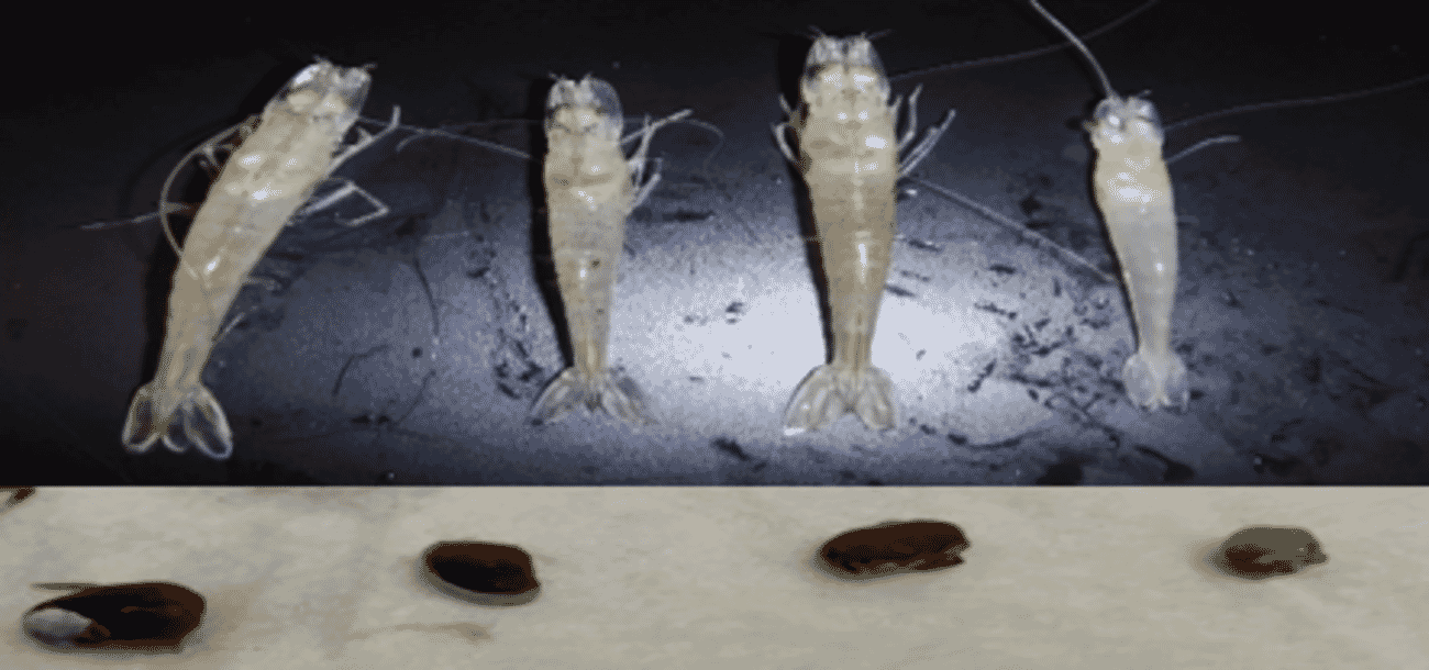 Expert insights into EMS in shrimp | The Fish Site