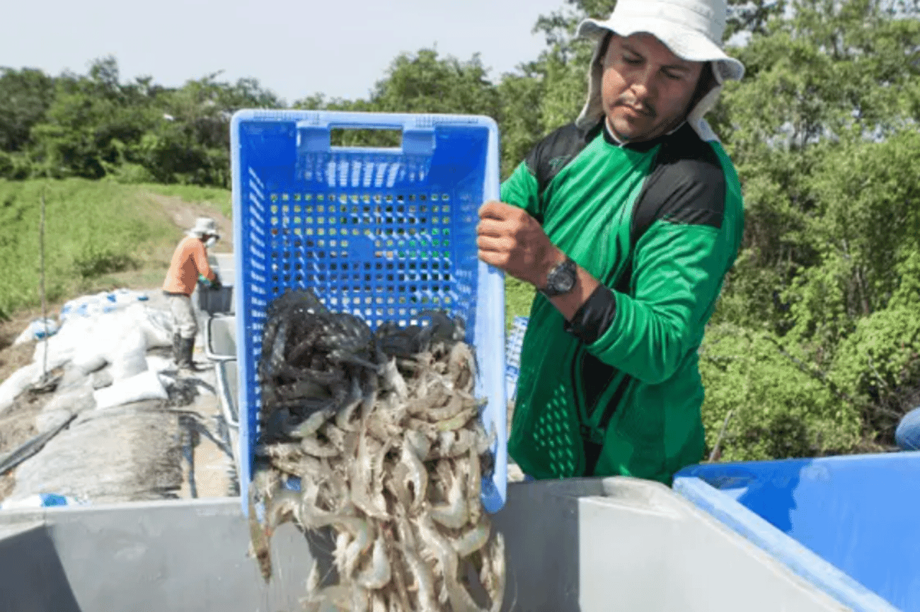 Why Ecuador’s aquaculture operators have created “business class for ...
