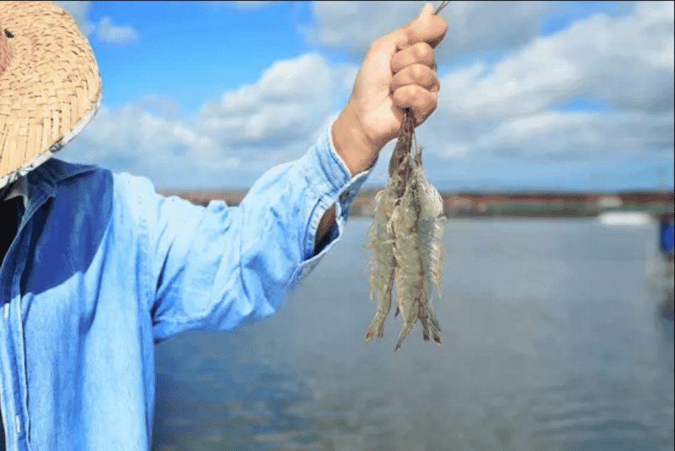 Why Ecuador’s aquaculture operators have created “business class for ...