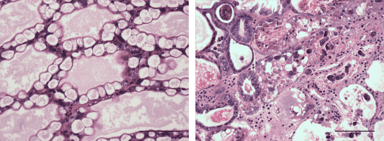 Tackling shrimp diseases gets a new silver lining | The Fish Site