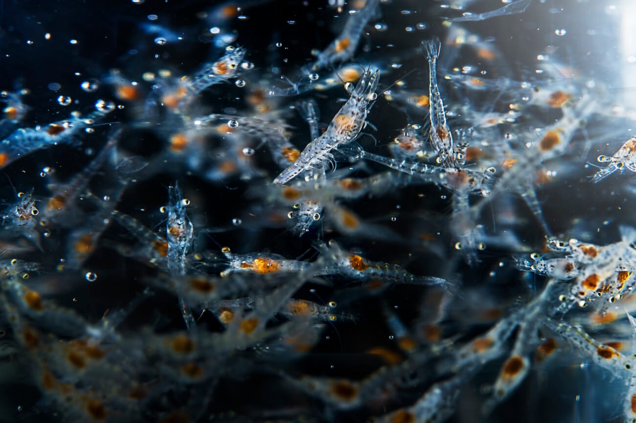 Study shows shrimp can beat whitespot by moving to warmer water | The ...