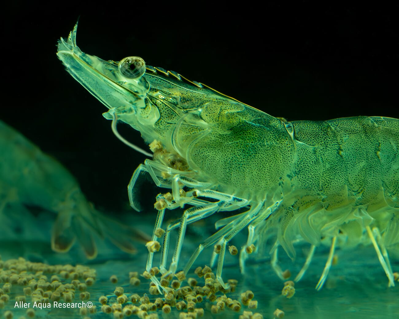 Aller Aqua launches shrimp RAS feed line | The Fish Site