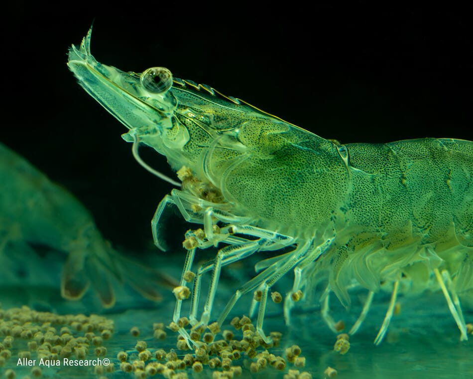 Aller Aqua launches shrimp RAS feed line | The Fish Site