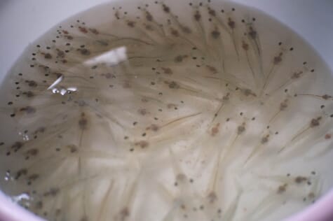 Key pointers for a successful shrimp hatchery | The Fish Site