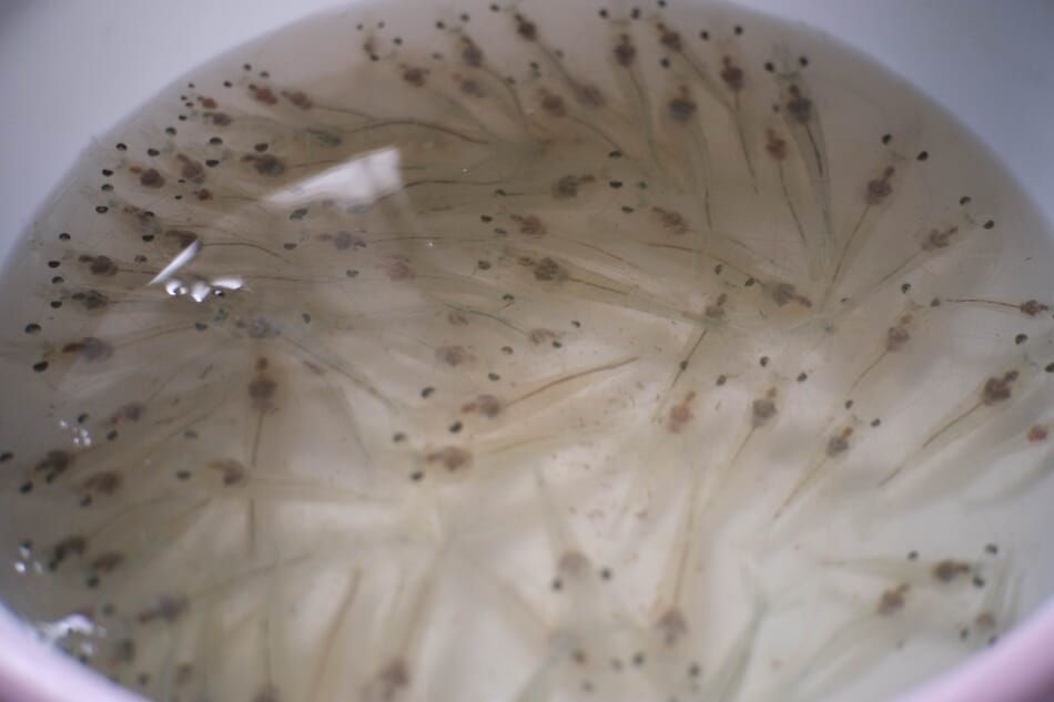 Key pointers for a successful shrimp hatchery | The Fish Site