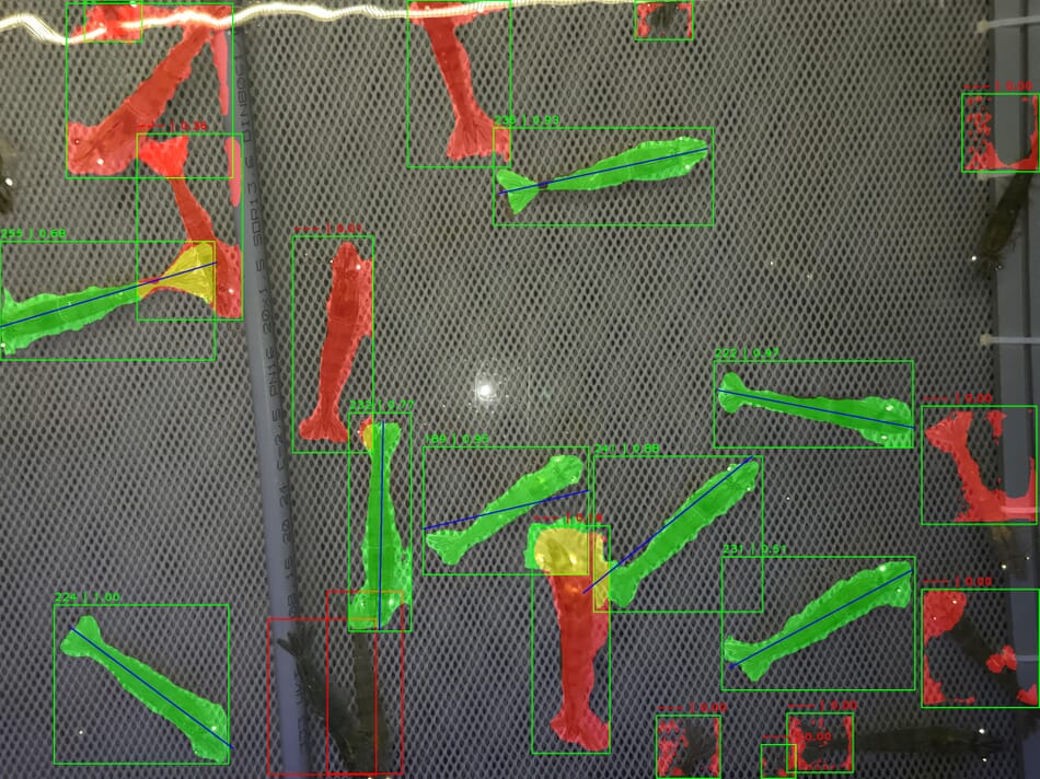 AI system detects early warning of stress symptoms in farmed shrimp ...