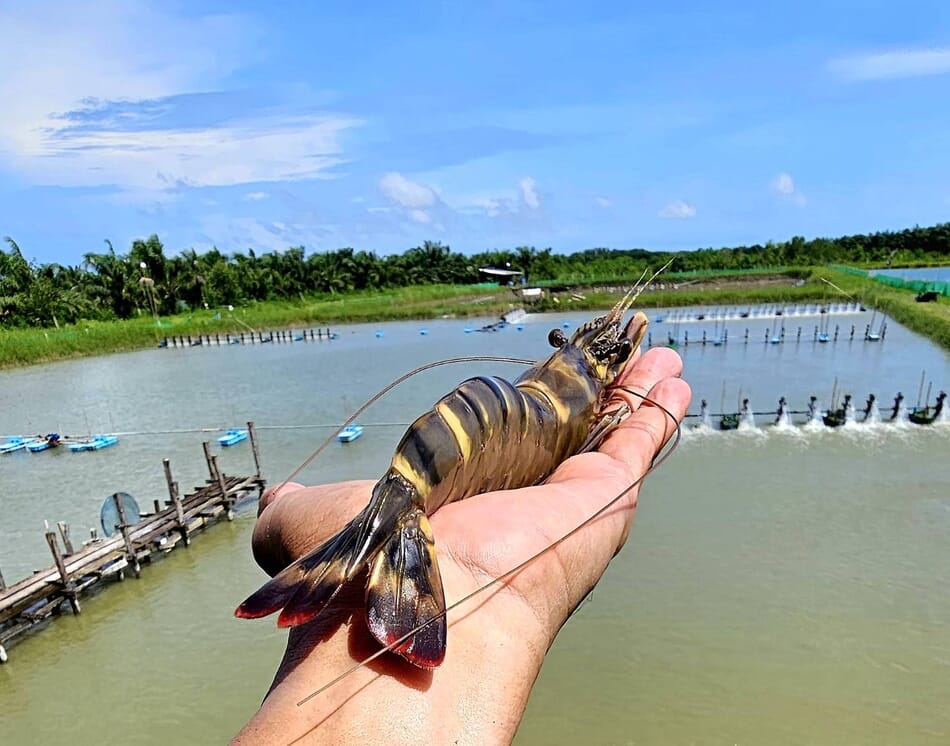 High hopes for the latest strains of black tiger shrimp | The Fish Site