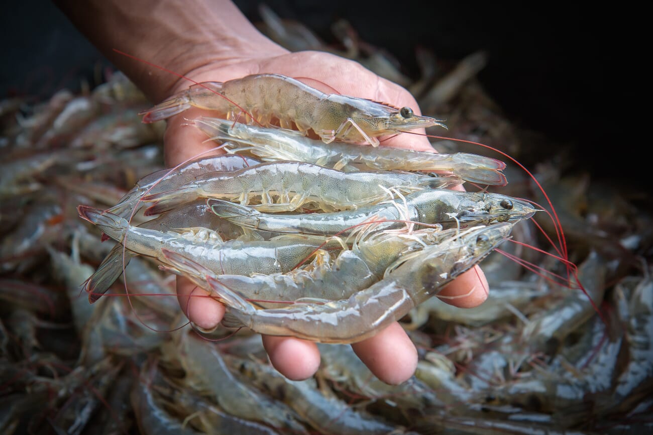 Ecuadorian shrimp sector eyes US opportunities | The Fish Site