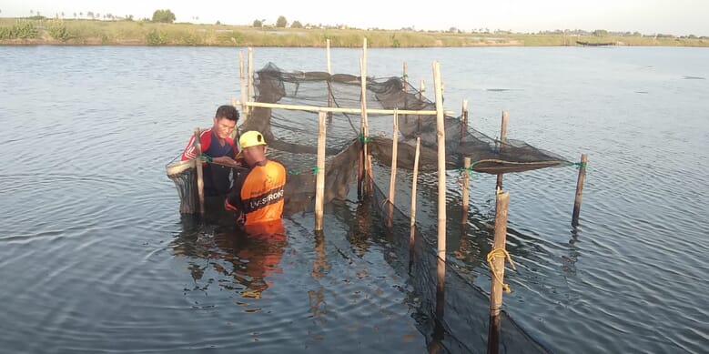 How tiger prawn and barramundi polyculture helps boost farmers ...