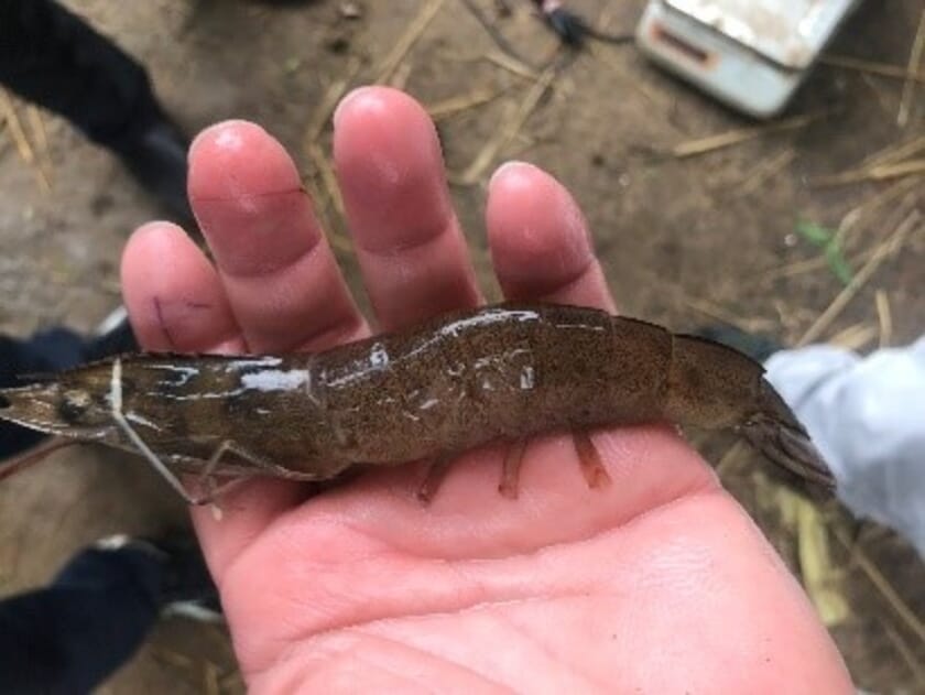 How salinity impacts EHP in whiteleg shrimp | The Fish Site