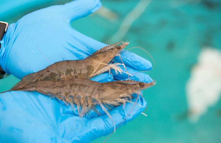Can genetically-improved shrimp deal with disease challenges in ...