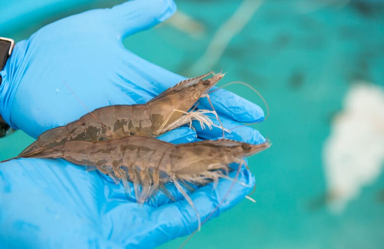 Can genetically-improved shrimp deal with disease challenges in ...