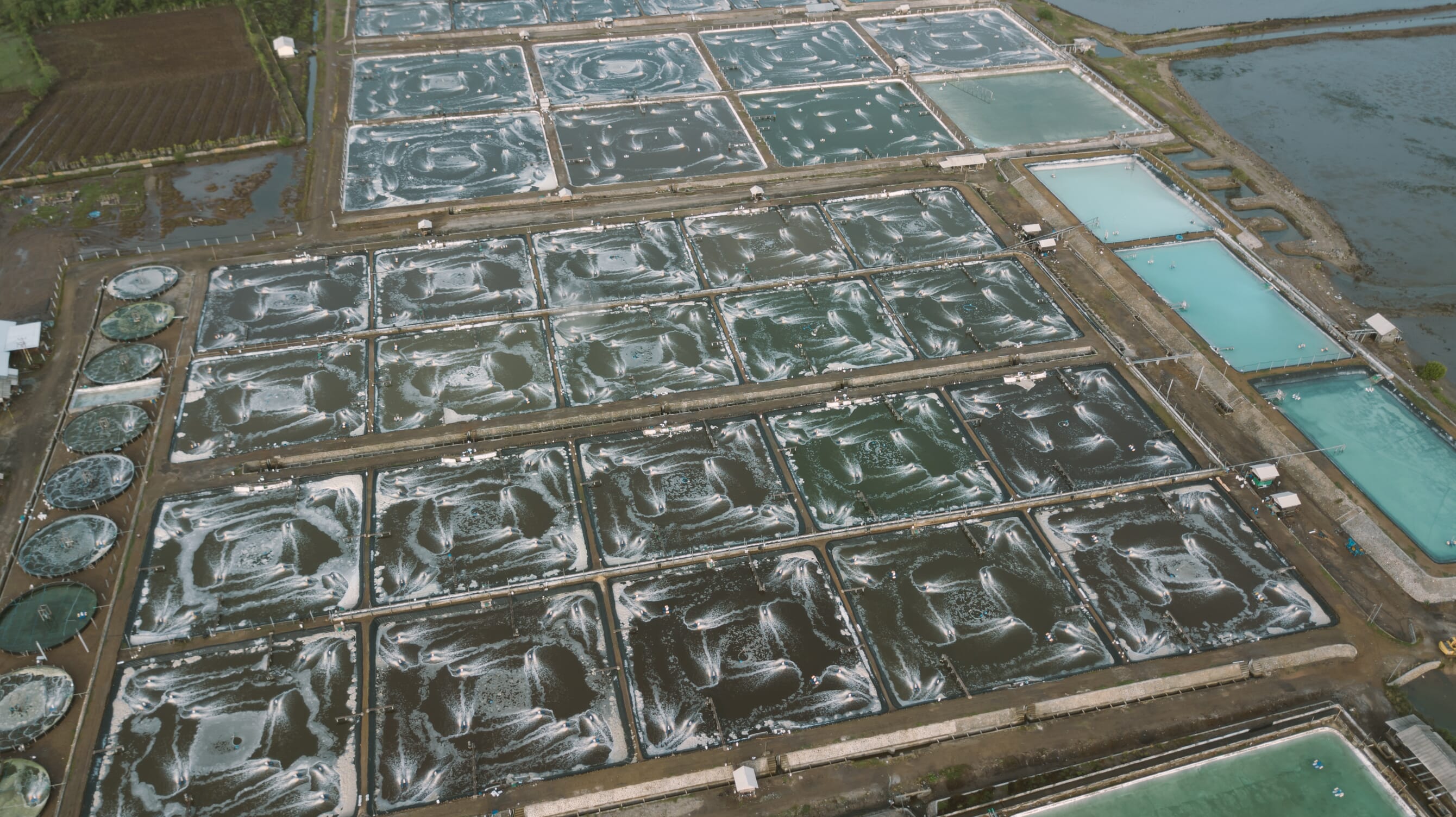 The perils of overintensification in shrimp farming | The Fish Site
