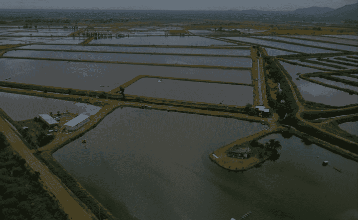Ecuador's first-ever Shrimp Summit set for 12 to 13 July﻿ | The Fish Site