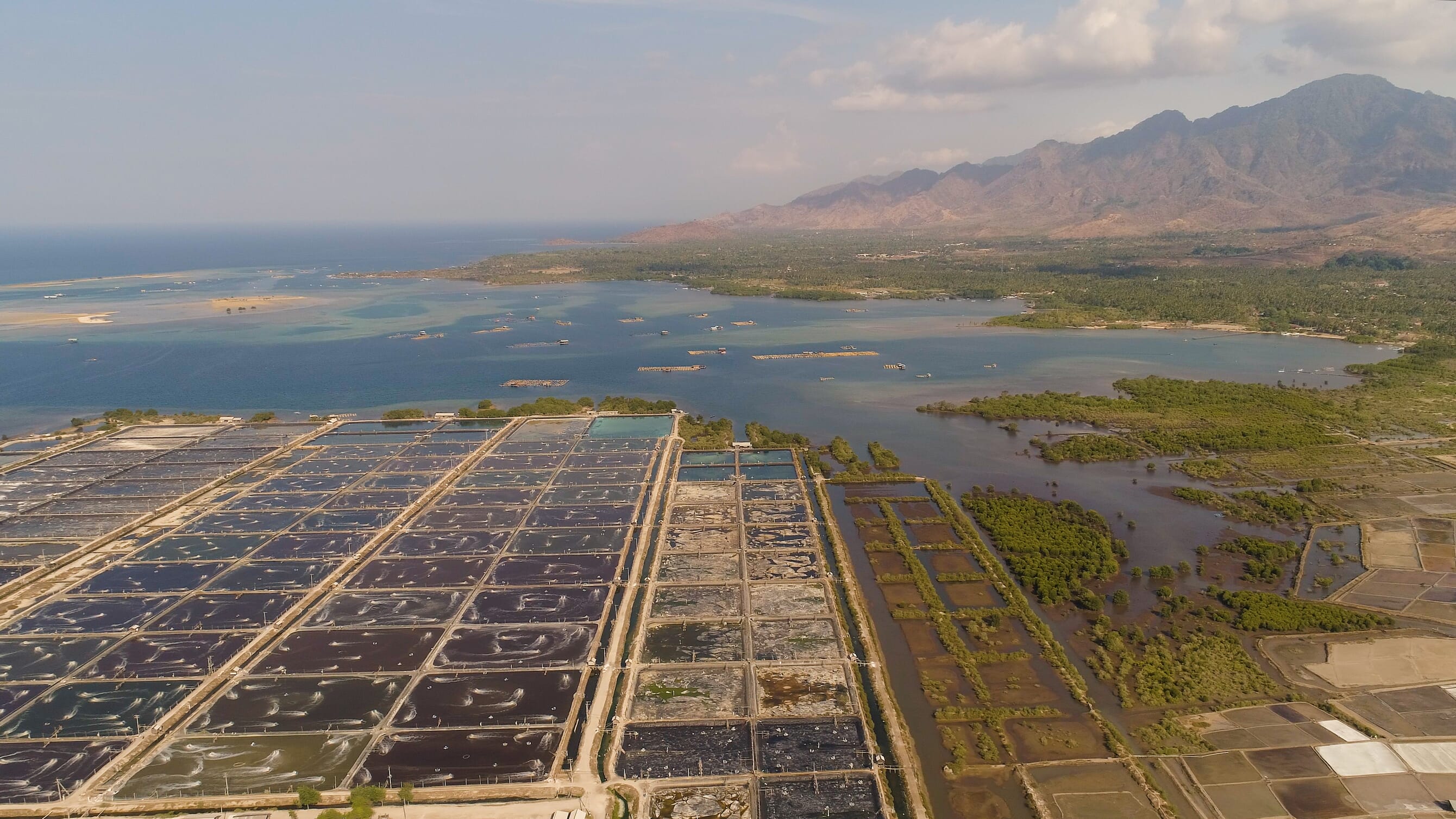 The perils of overintensification in shrimp farming | The Fish Site