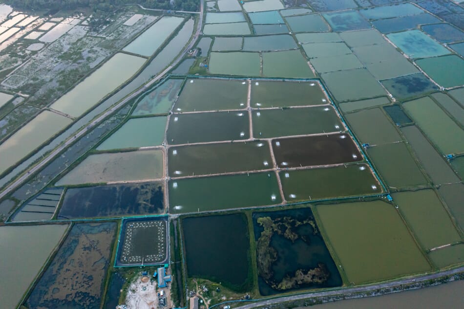 Smart aquaculture: technological intervention is vital for a ...