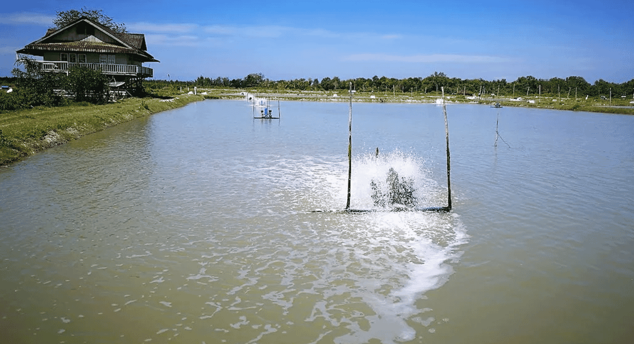 New shrimp welfare initiative launched | The Fish Site