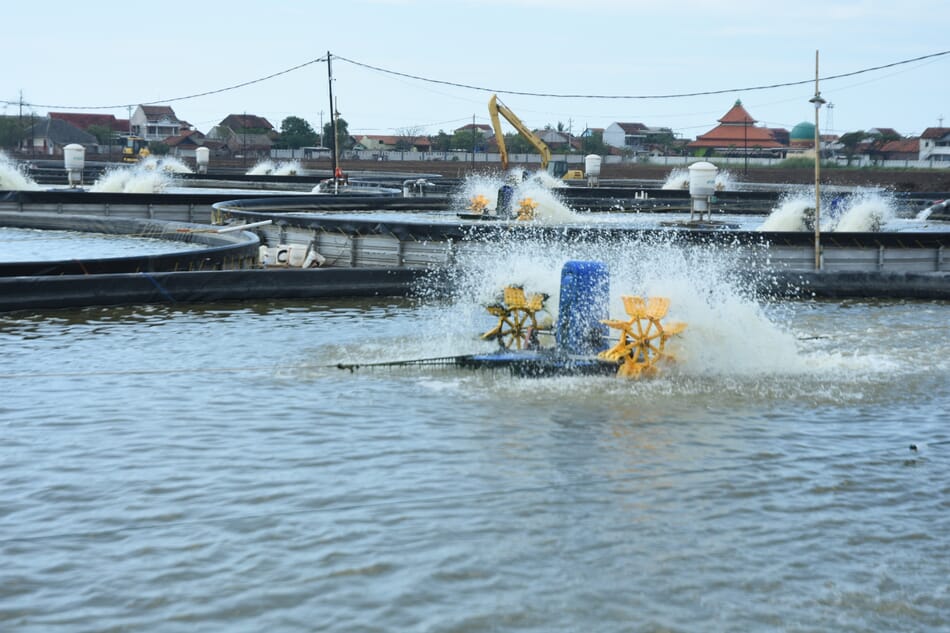 Preparing shrimp farms for wet weather | The Fish Site