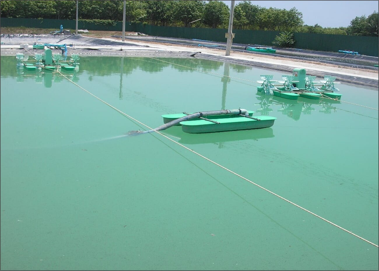 The fatal flaws in Asian shrimp aquaculture | The Fish Site