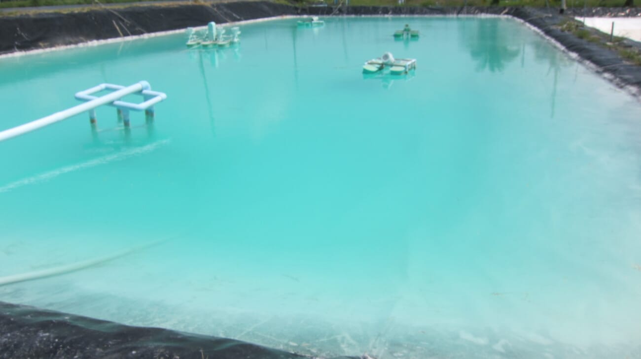 The fatal flaws in Asian shrimp aquaculture | The Fish Site