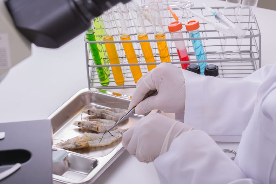 Why labs are crucial for Indonesia’s shrimp farmers | The Fish Site