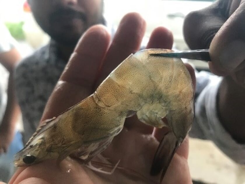 How salinity impacts EHP in whiteleg shrimp | The Fish Site