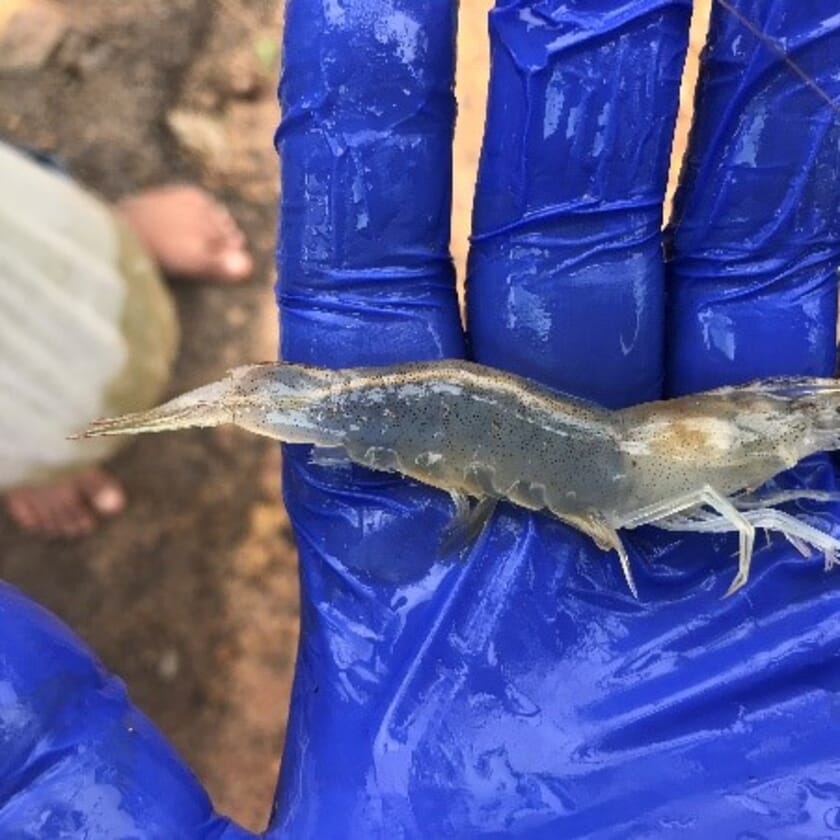 How salinity impacts EHP in whiteleg shrimp | The Fish Site