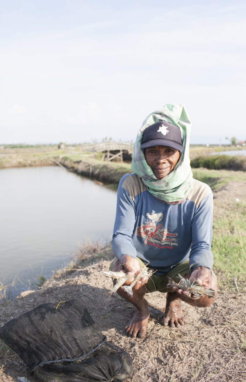 Helping small-scale shrimp farmers gain sustainability recognition ...