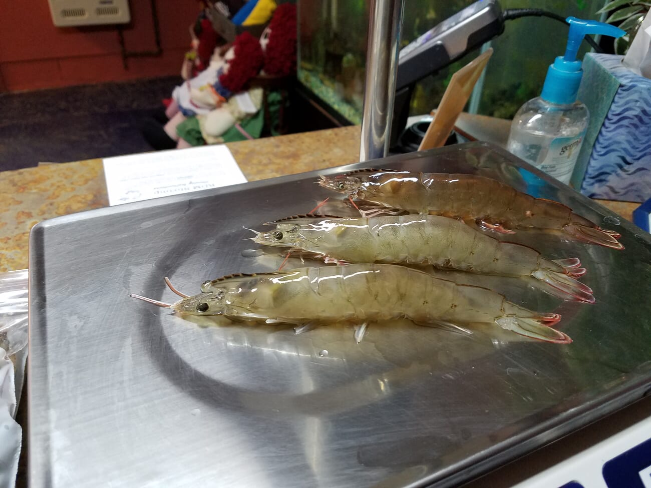 How Karlanea Brown became a pioneering indoor shrimp producer in the US ...