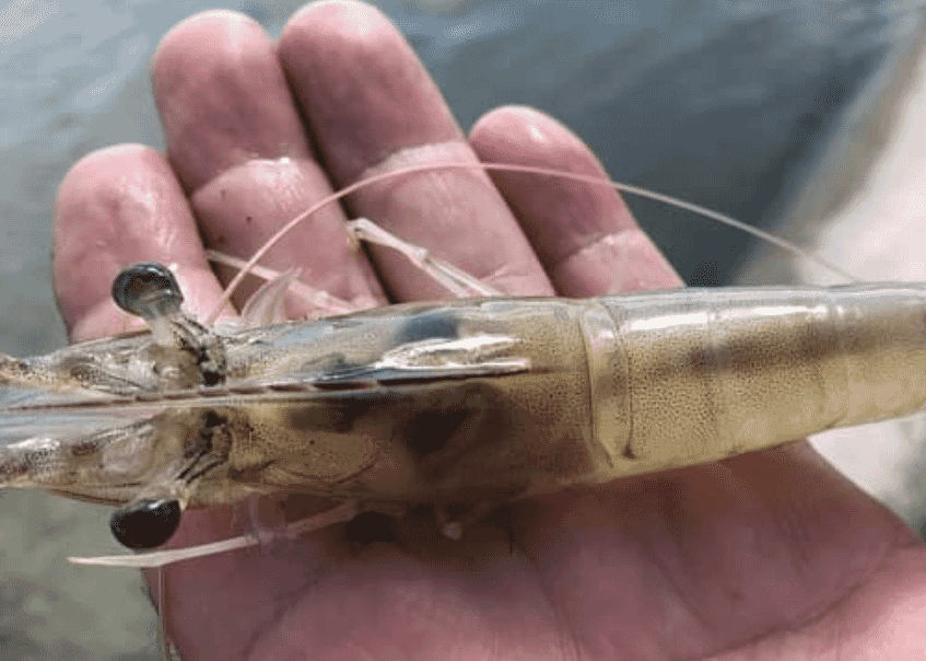 Shrimp genetics specialist partners with Kentucky State University and ...