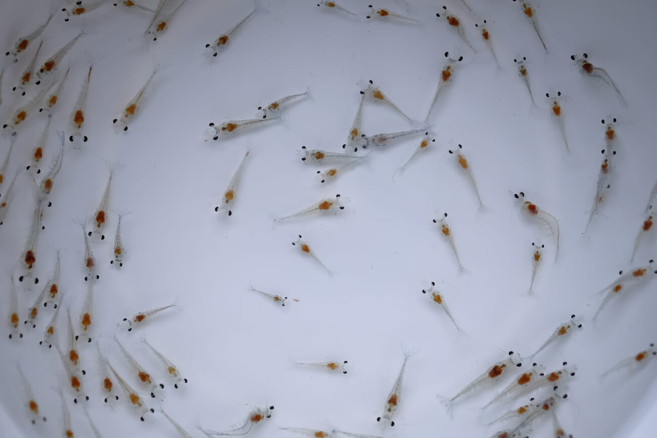 Breeding more resilience into aquaculture: a new frontier in selection ...