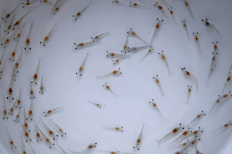 Breeding more resilience into aquaculture: a new frontier in selection ...