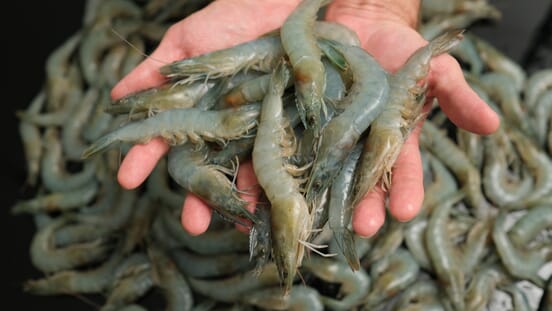 The Fish Site | Your seafood knowledge hub