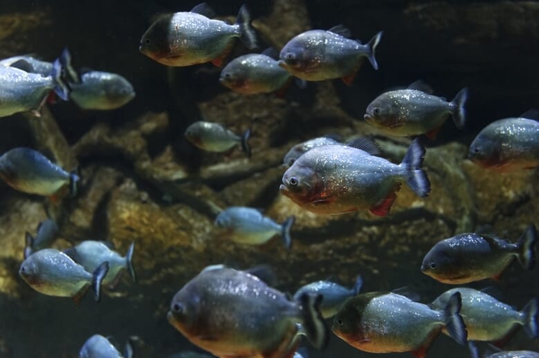 Nigeria’s catfish farmers celebrate unity, but consider new species ...
